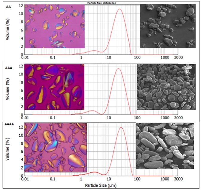 Morphometric Variations of Banana Starch | Enliven Archive