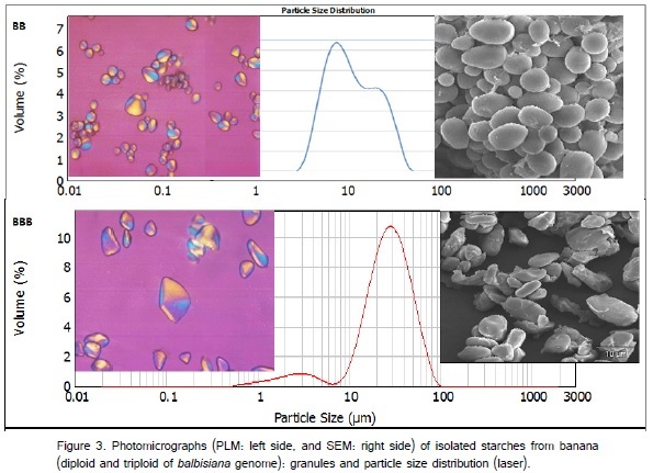 Morphometric Variations of Banana Starch | Enliven Archive